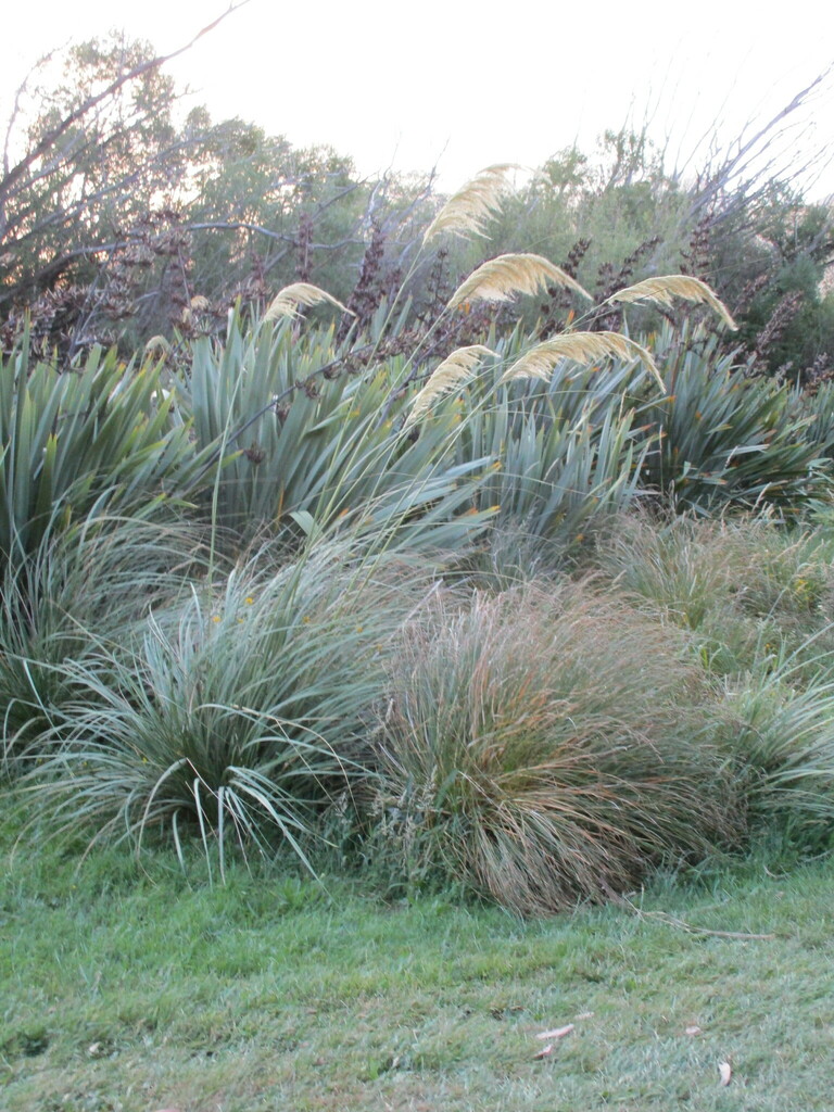 Pukio from Frankton, Queenstown, New Zealand on January 09, 2023 at 09: ...