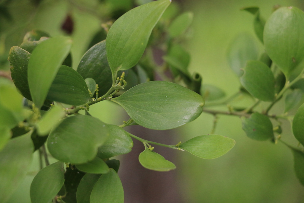 Broad Leaved Native Cherry from Ipswich - West, Queensland, Australia ...