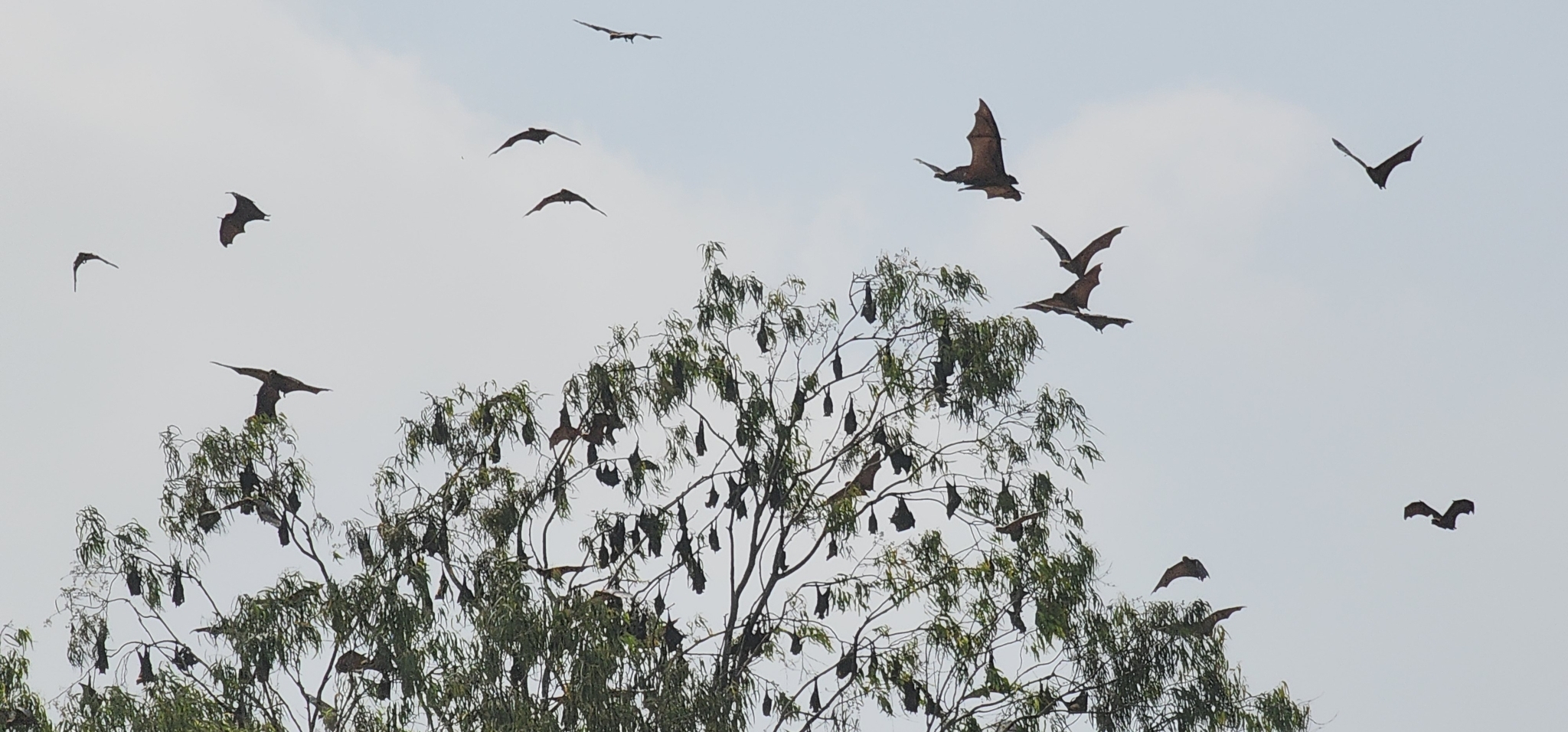 Pteropus Brisson, 1762