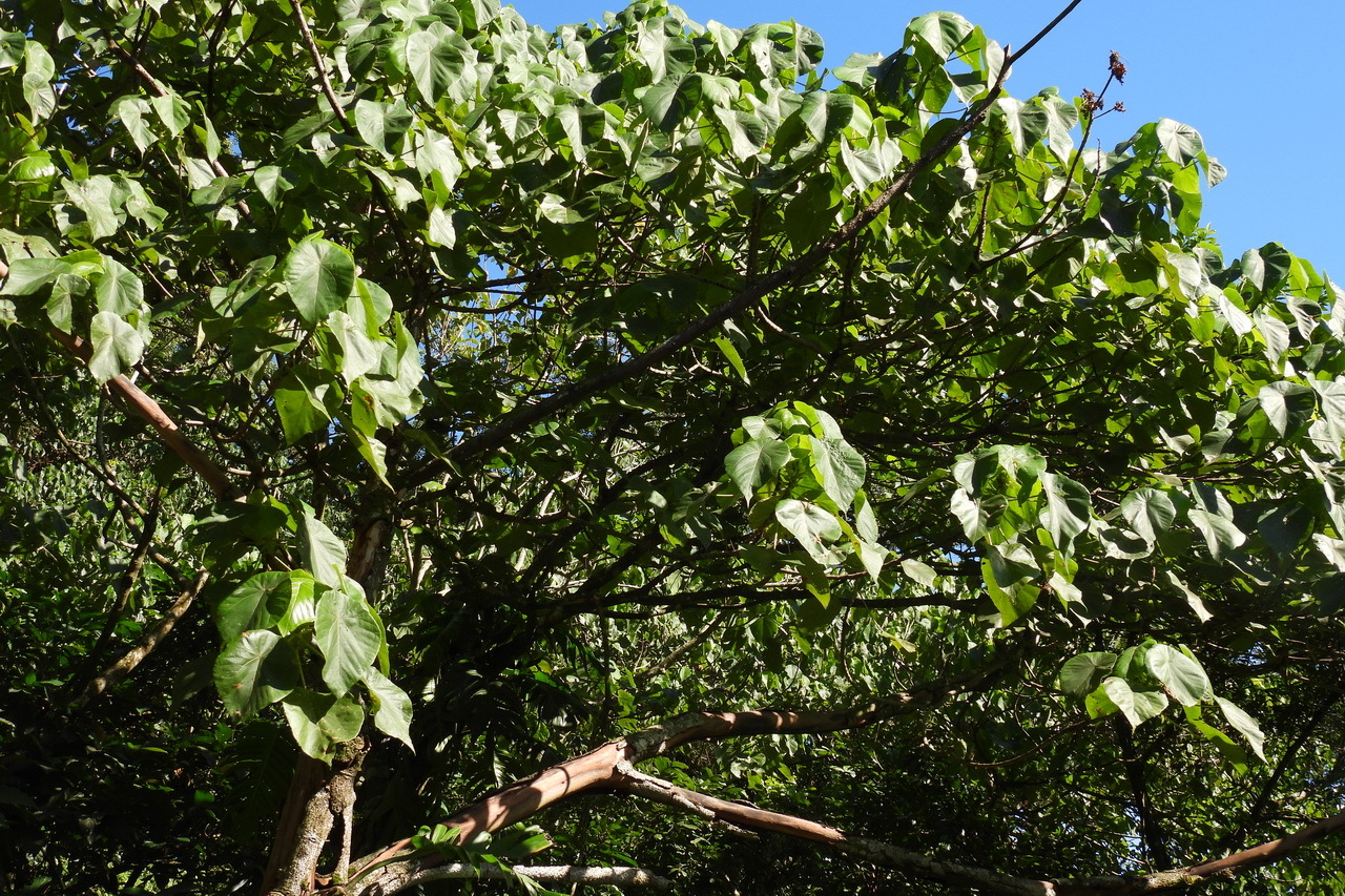 Macaranga tanarius (L.) Müll.Arg.