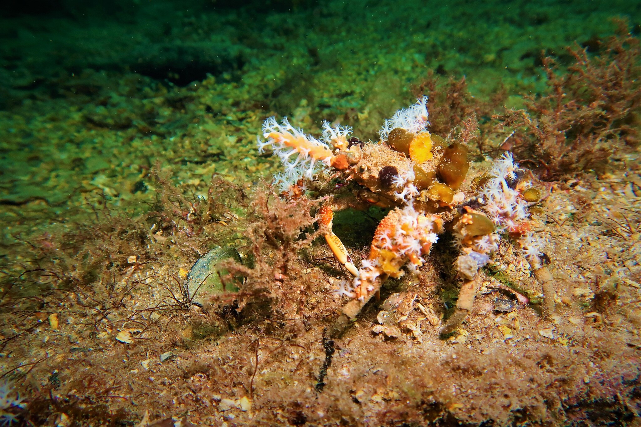 Schizophrys White, 1848