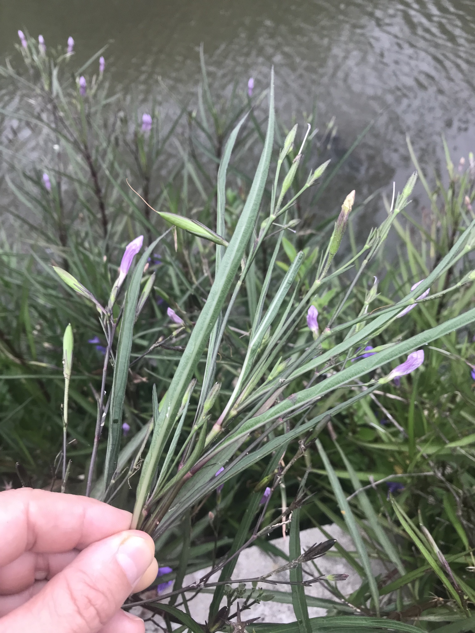 Ruellia simplex Wright