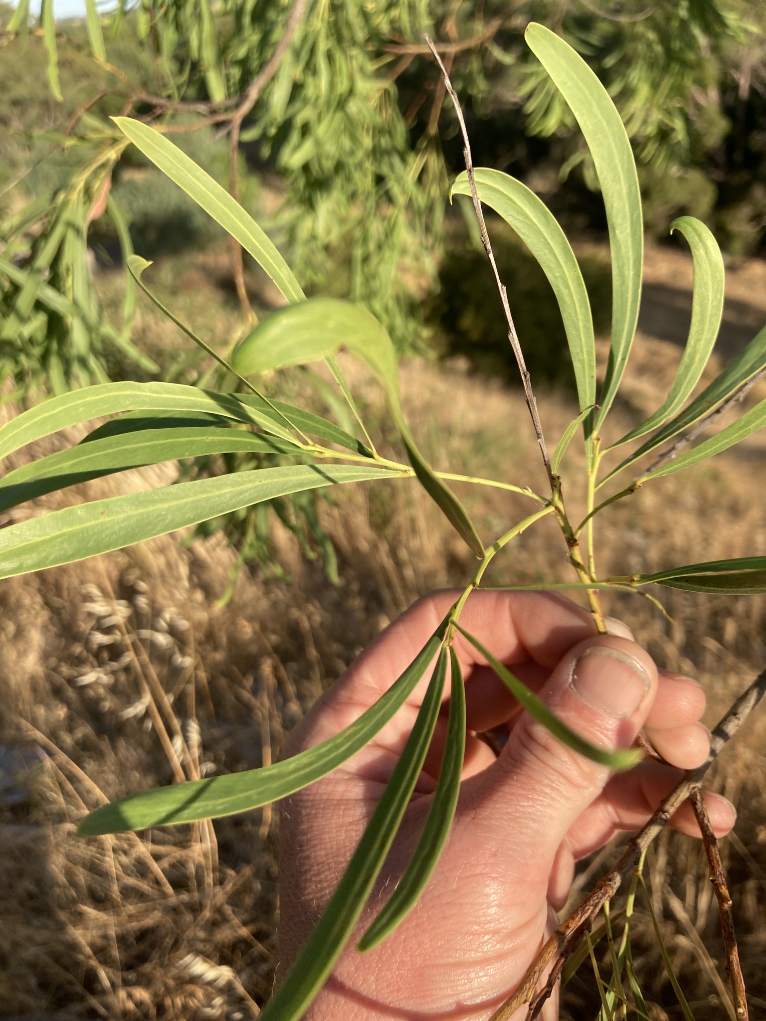 Acacia retinodes Schltdl.