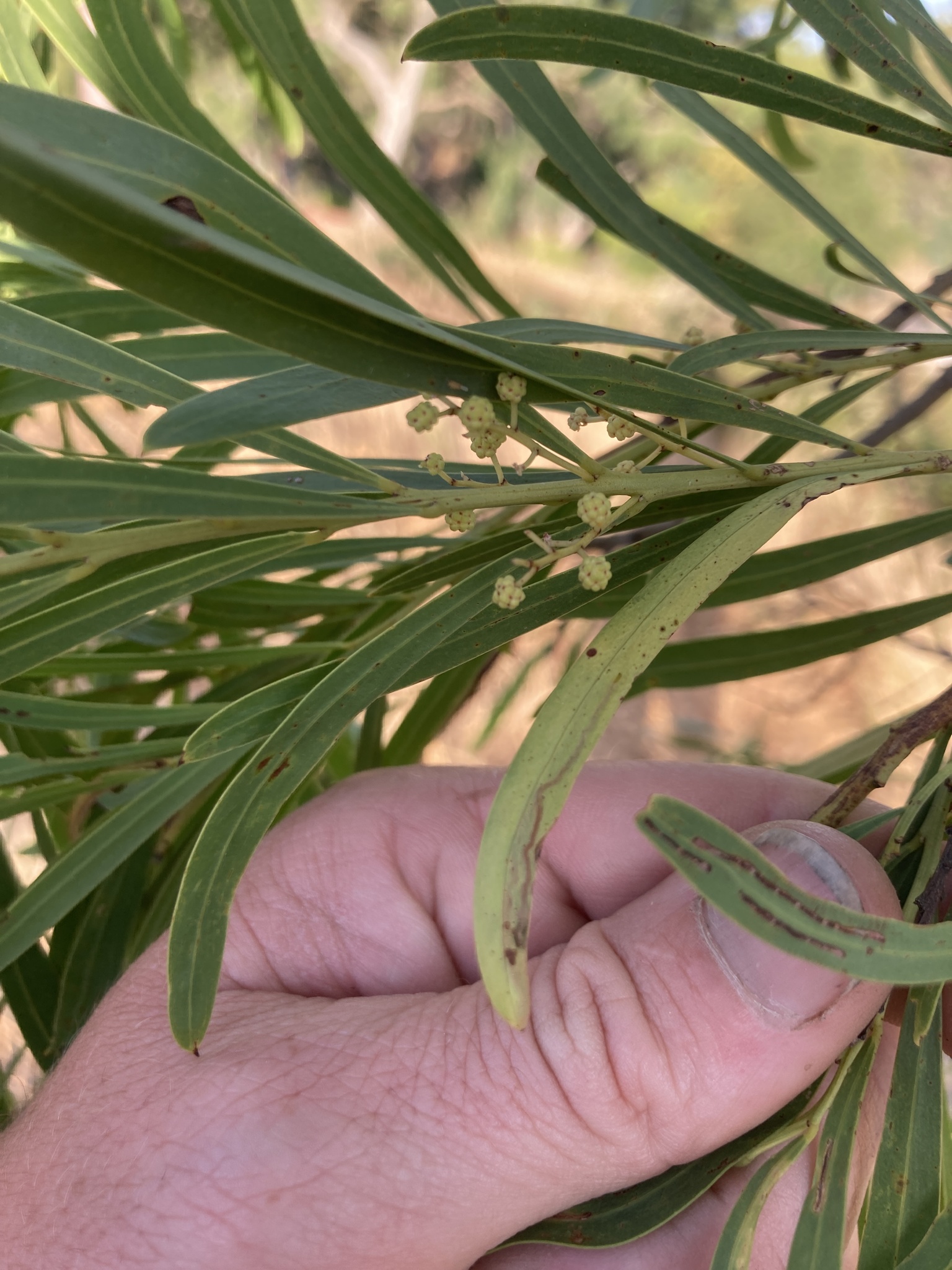 Acacia retinodes Schltdl.