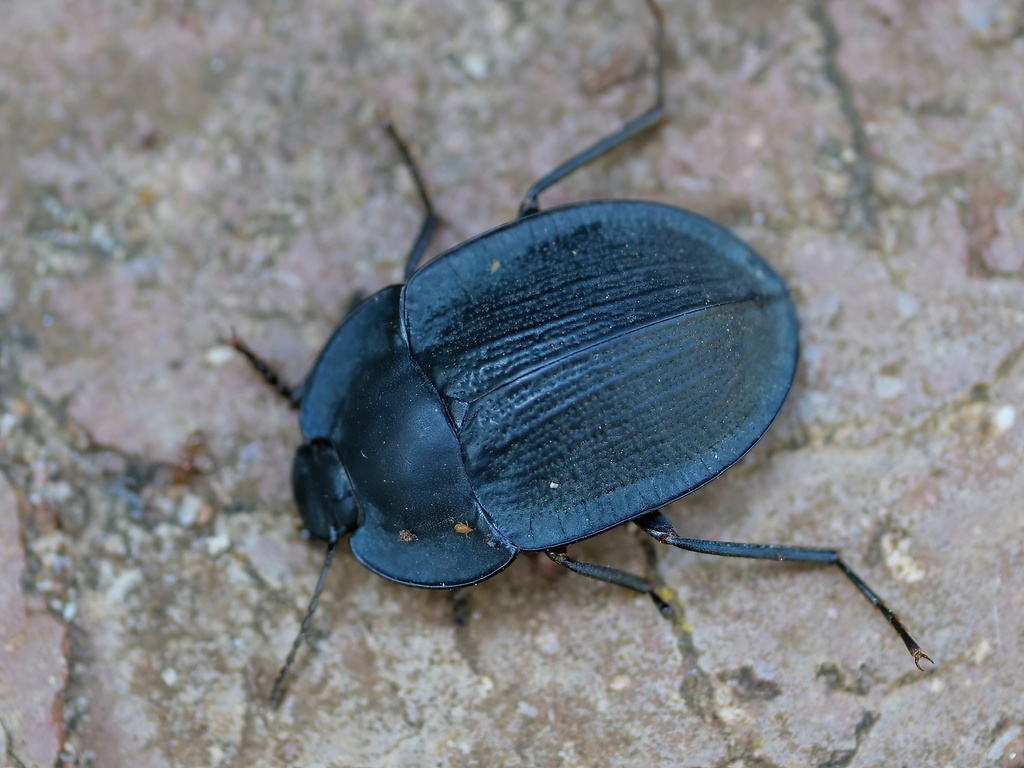 Heleina from Ocean Grove VIC 3226, Australia on January 14, 2023 at 04: ...