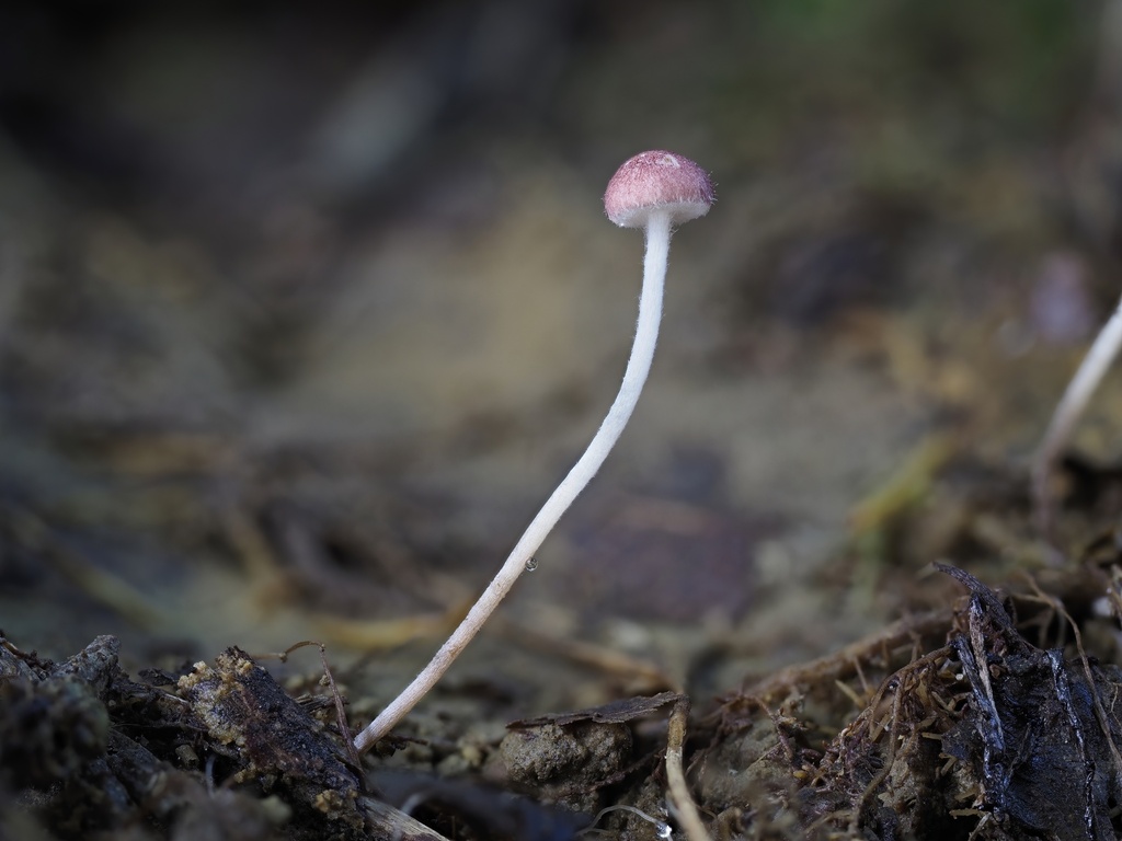 Micropsalliota rufosquarrosa from Bukit Kerinchi, Kuala Lumpur, Federal ...