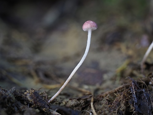 Micropsalliota rufosquarrosa · iNaturalist