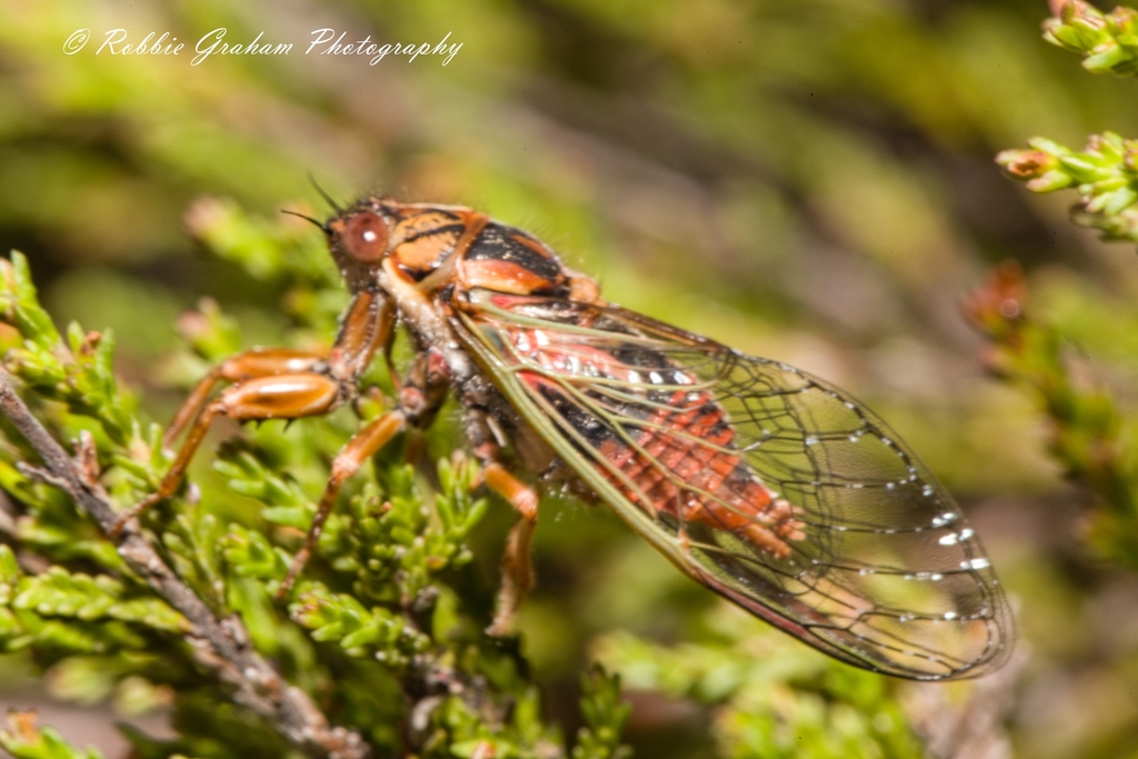Blood Redtail Cicada from Desert Road 3382, New Zealand on January 16 ...