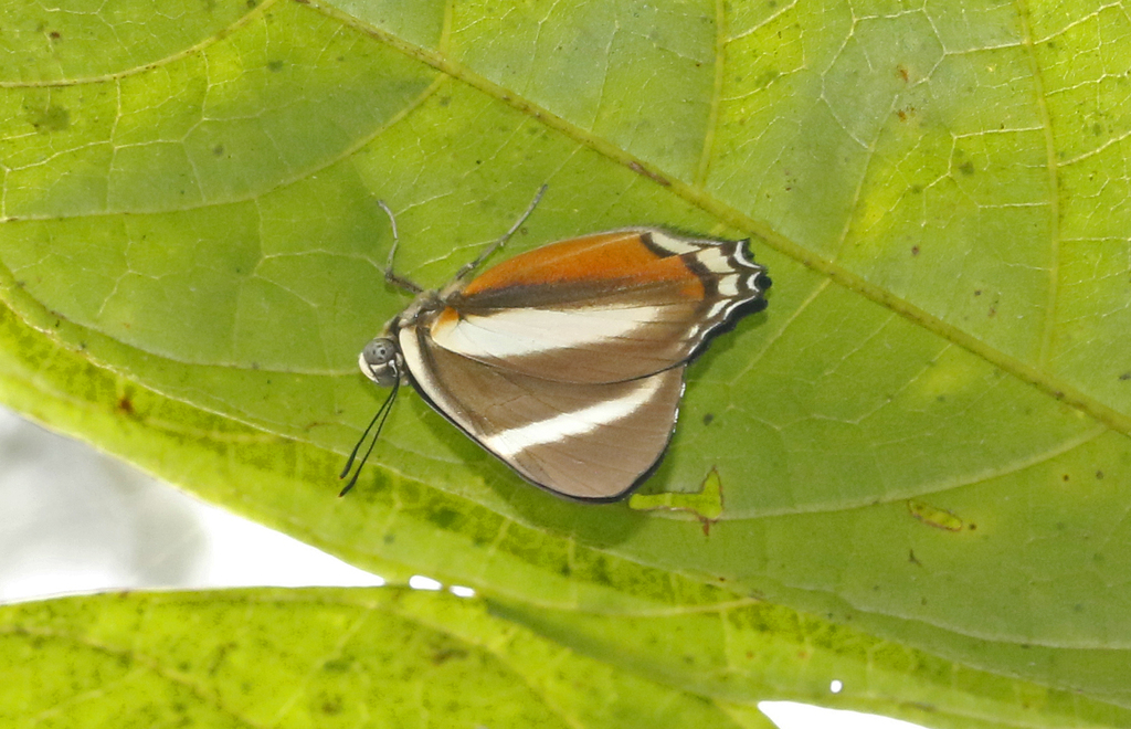 Setabis flammula from Shushufindi, Ecuador on March 12, 2017 at 09:45 ...