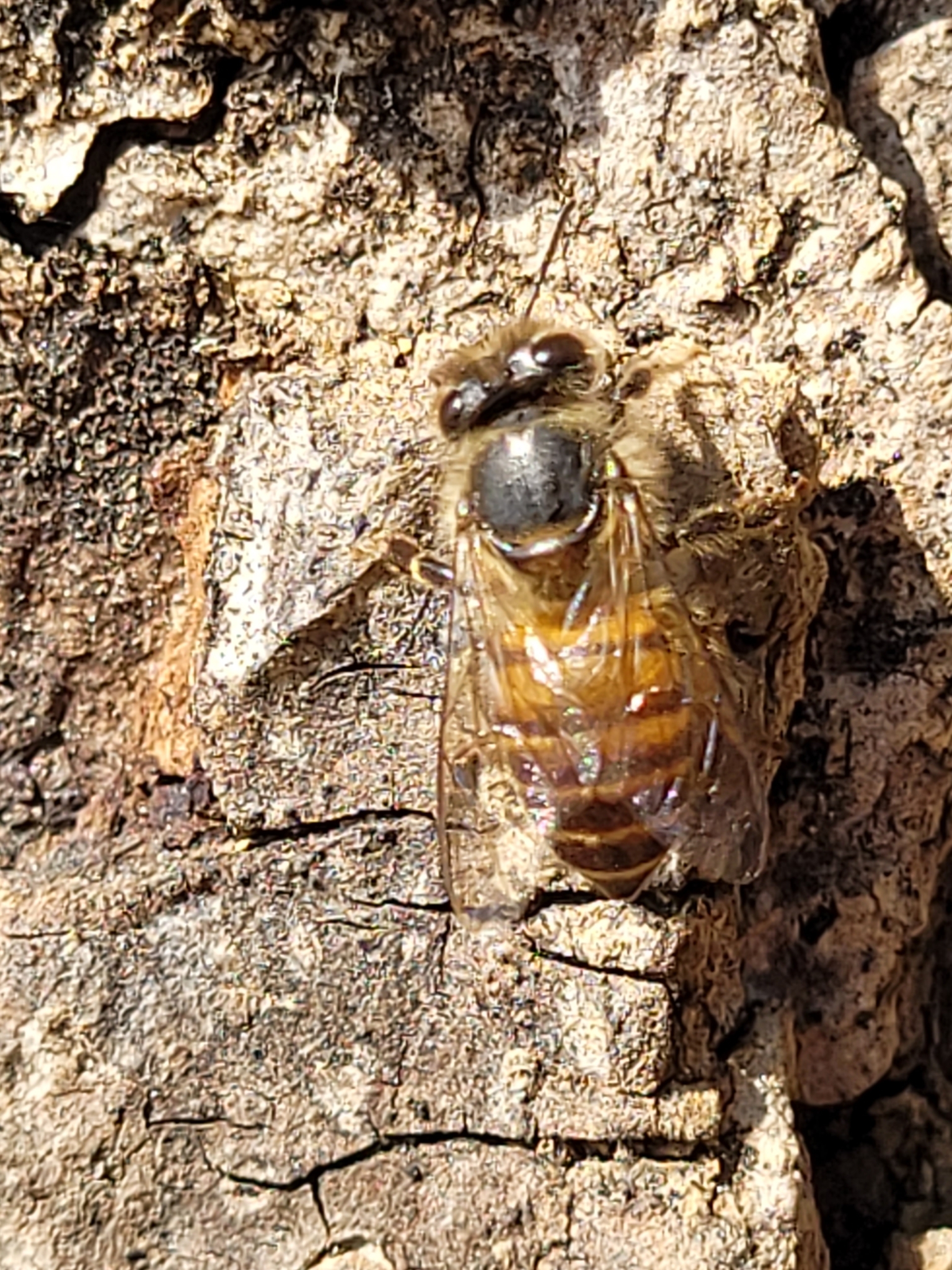 Apis cerana Fabricius, 1793