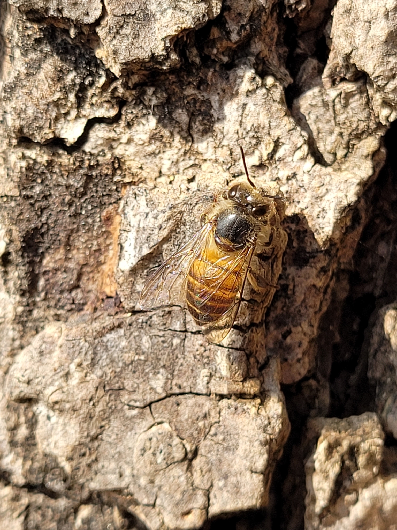 Apis cerana Fabricius, 1793