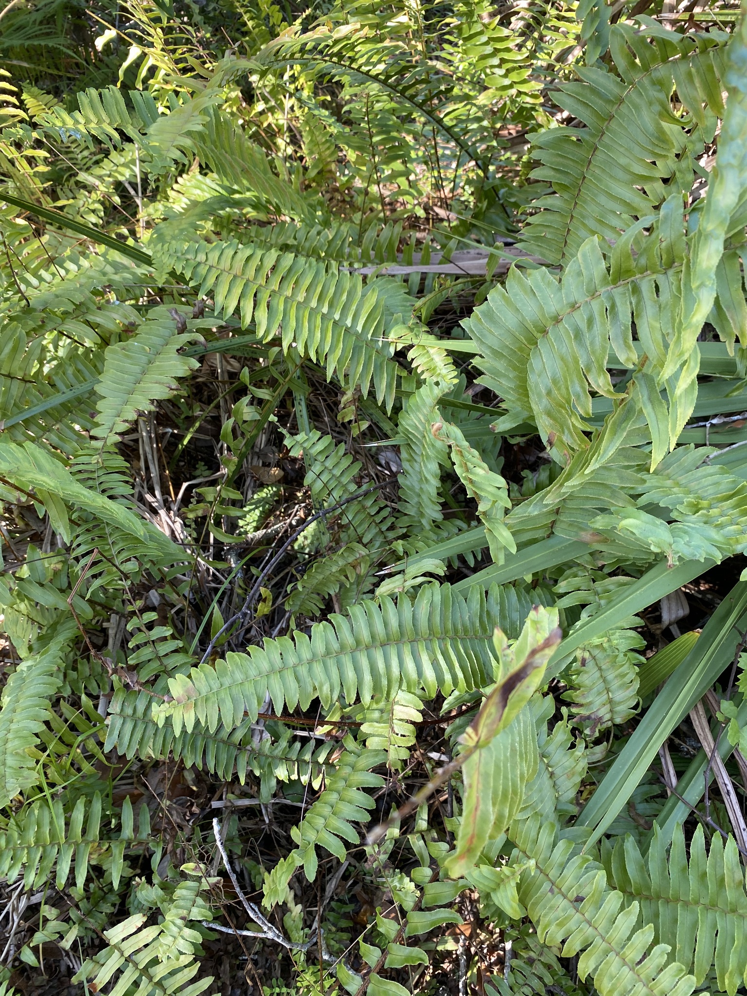Nephrolepis cordifolia (L.) C.Presl