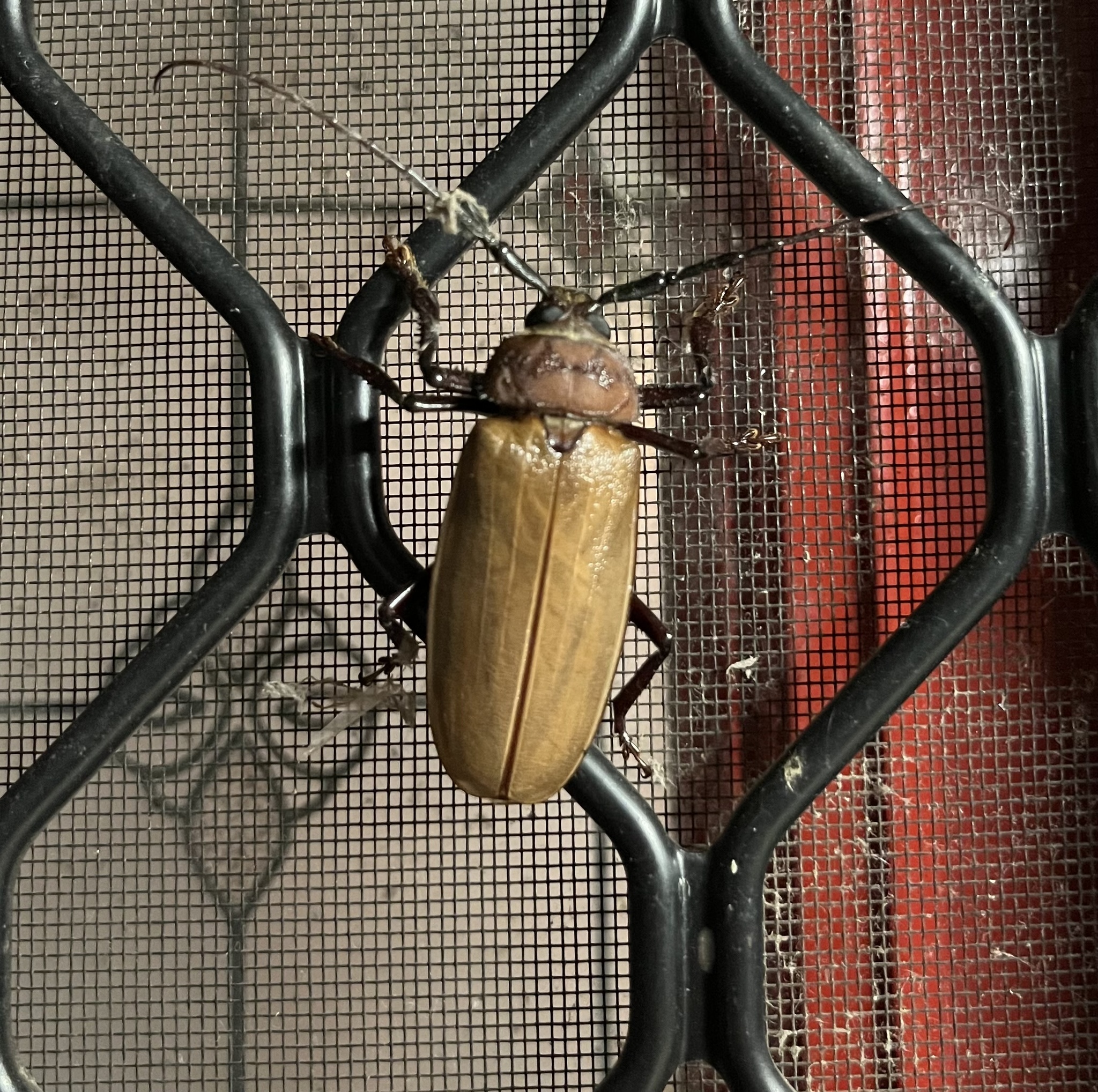 Agrianome spinicollis (MacLeay, 1826)