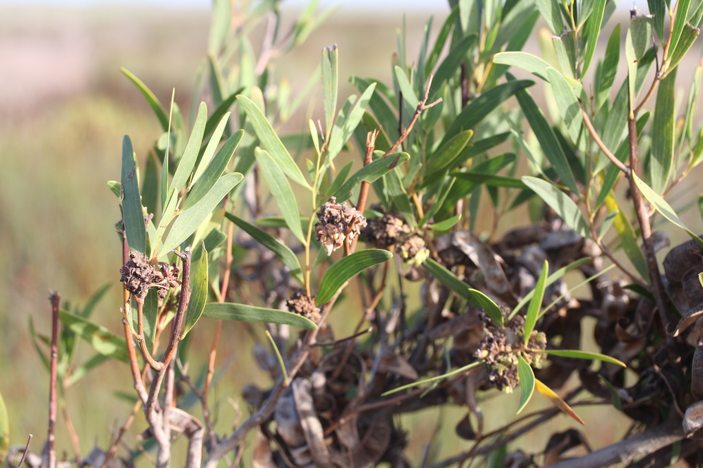 western coastal wattle from Overberg, Western Cape, South Africa on May ...
