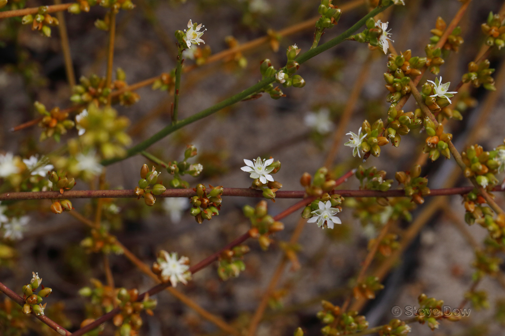 (Macarthuria australis) - Botanical Realm