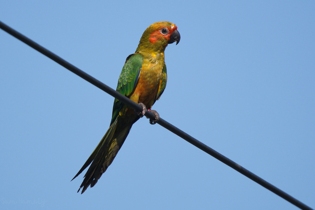 Sun Parakeet in January 2023 by Sam Hambly. Juv. Sun I believe, not ...