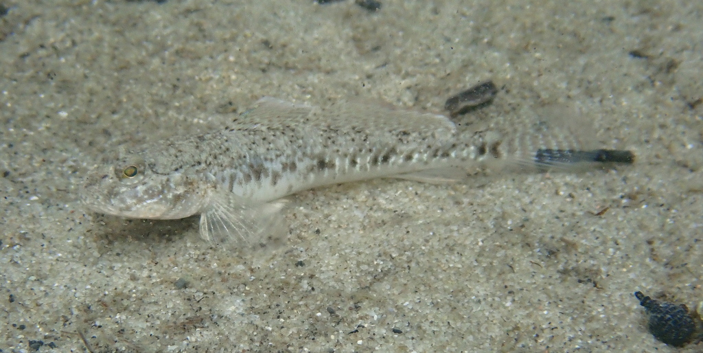Eastern Longfin Goby from Wallis Lake NSW 2428, Australia on January 14 ...