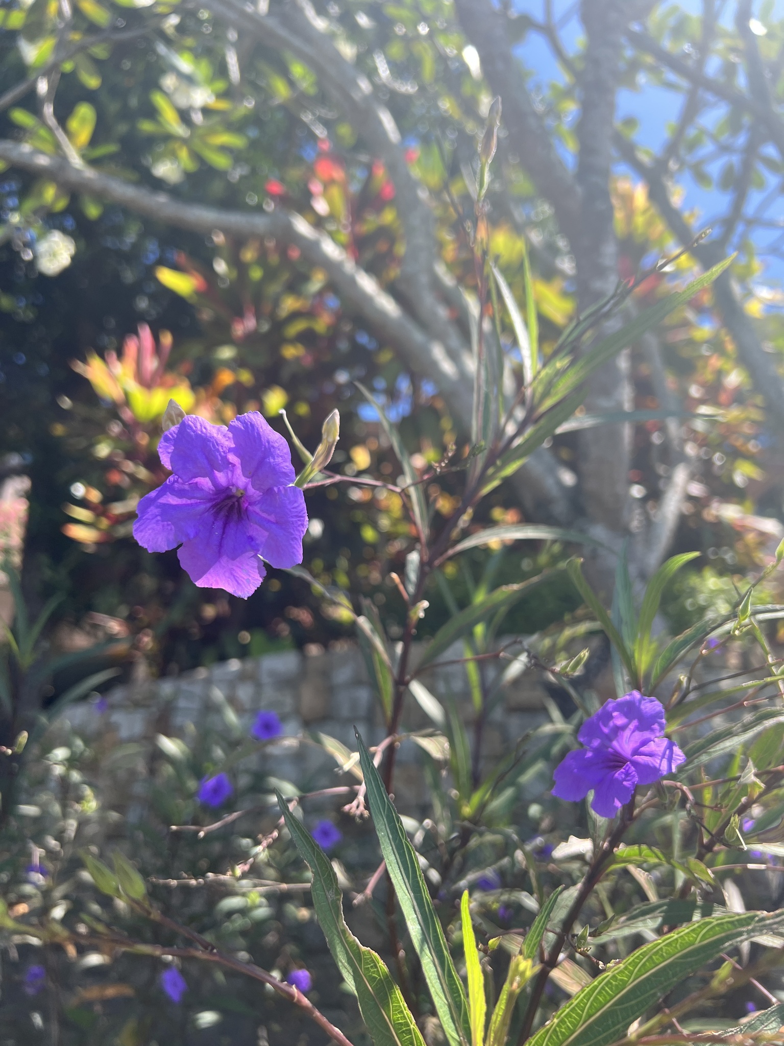 Ruellia simplex Wright