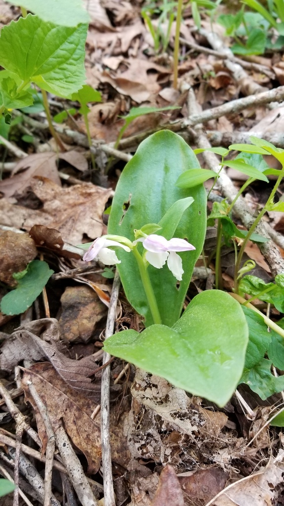 showy orchis in April 2022 by Jennifer Ogle · iNaturalist