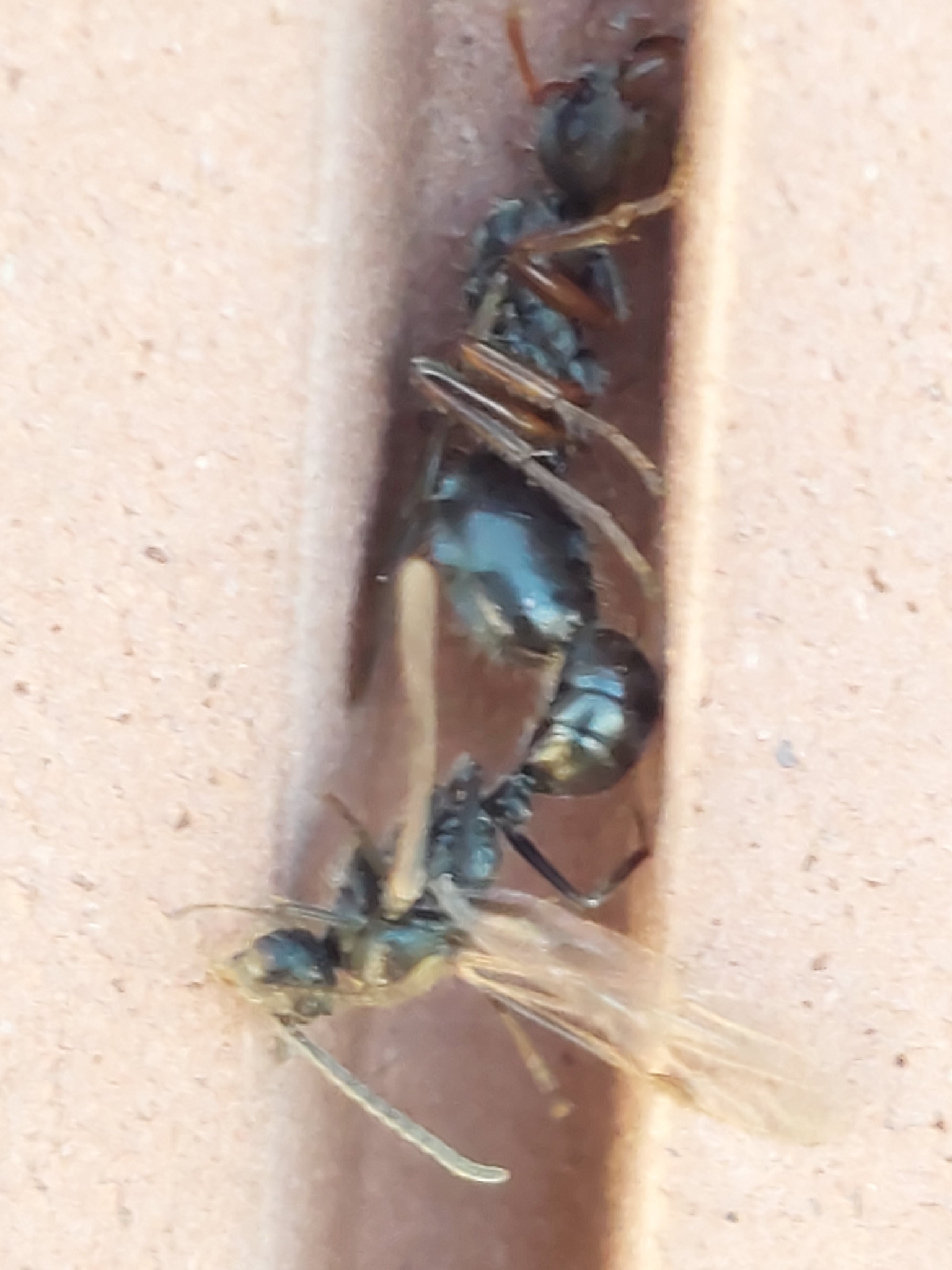 Dolichoderus thoracicus (Smith, 1860)