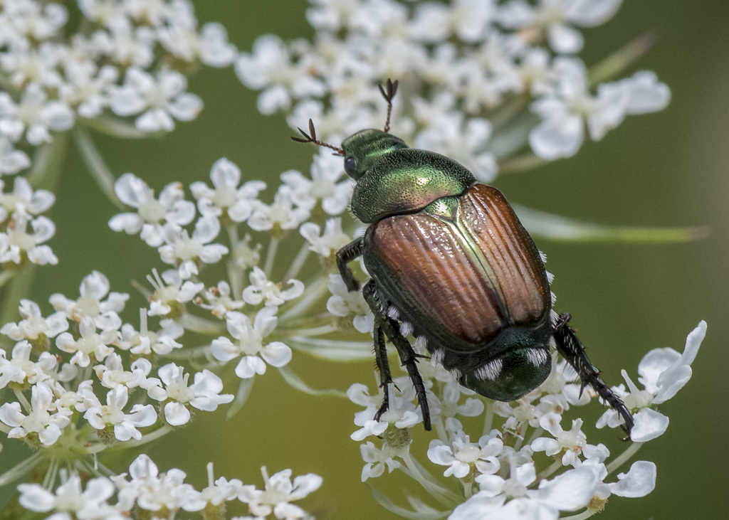 Japanese Beetle from Rockland County, NY, USA on August 24, 2018 at 01: ...