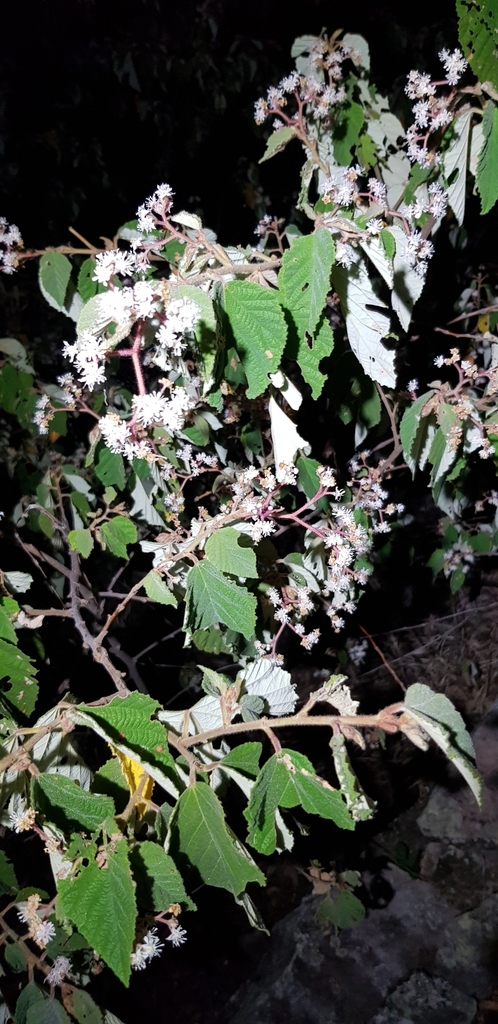 Androcalva fraseri from Tinbeerwah on January 12, 2023 at 08:57 PM by ross_coupland · iNaturalist