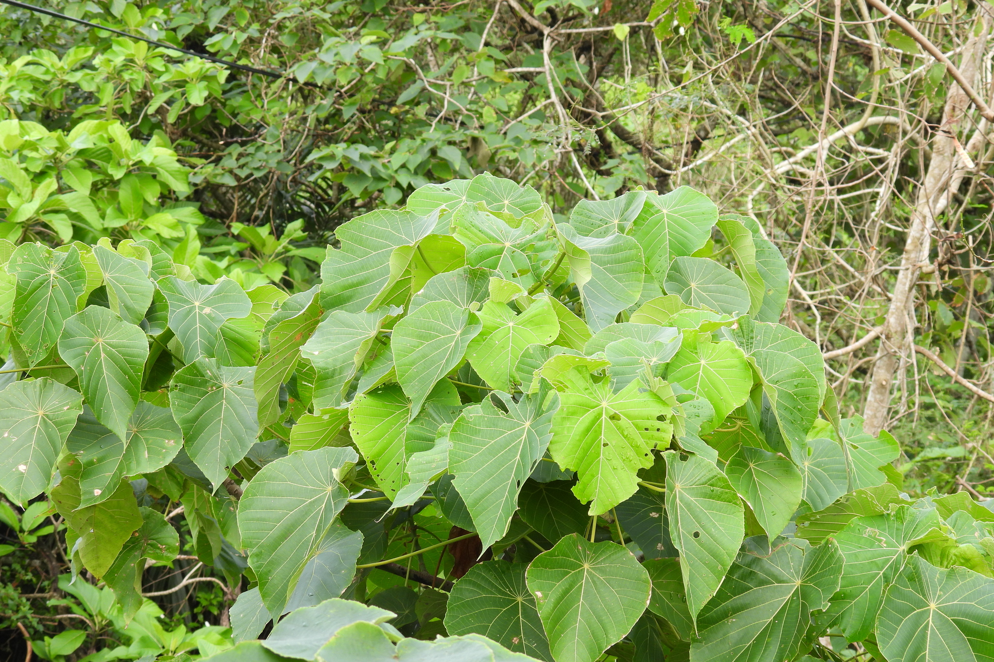 Macaranga tanarius (L.) Müll.Arg.