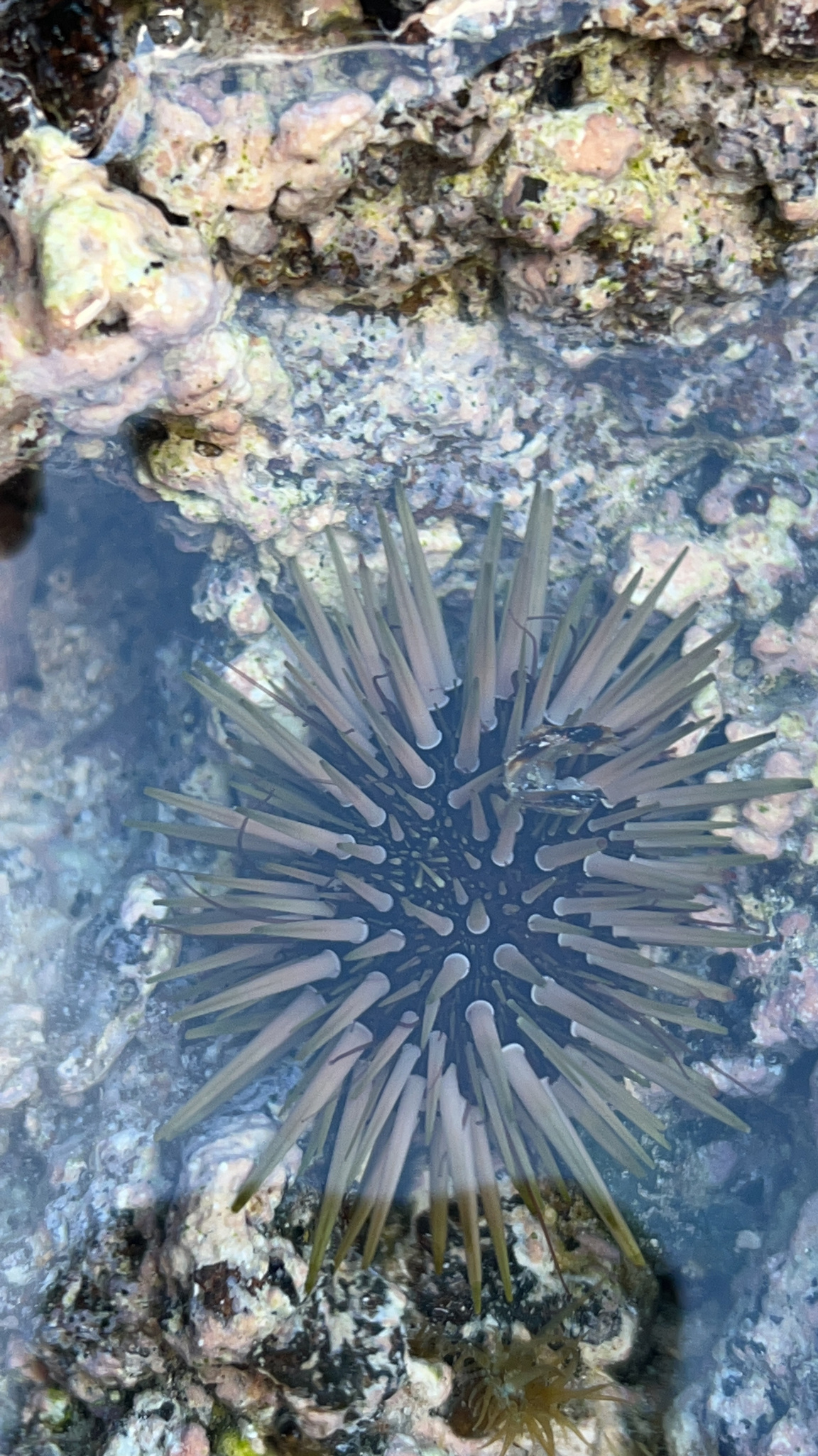 Echinometra mathaei (Blainville, 1825)