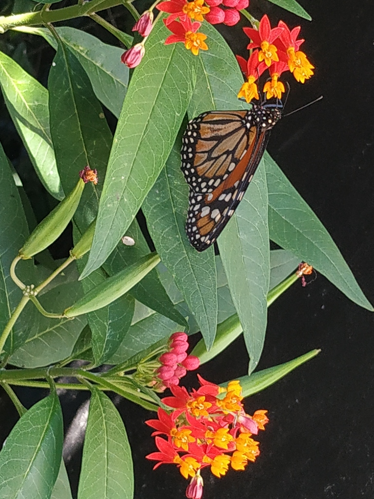 Southern Monarch from Quilmes, Provincia de Buenos Aires, Argentina on ...