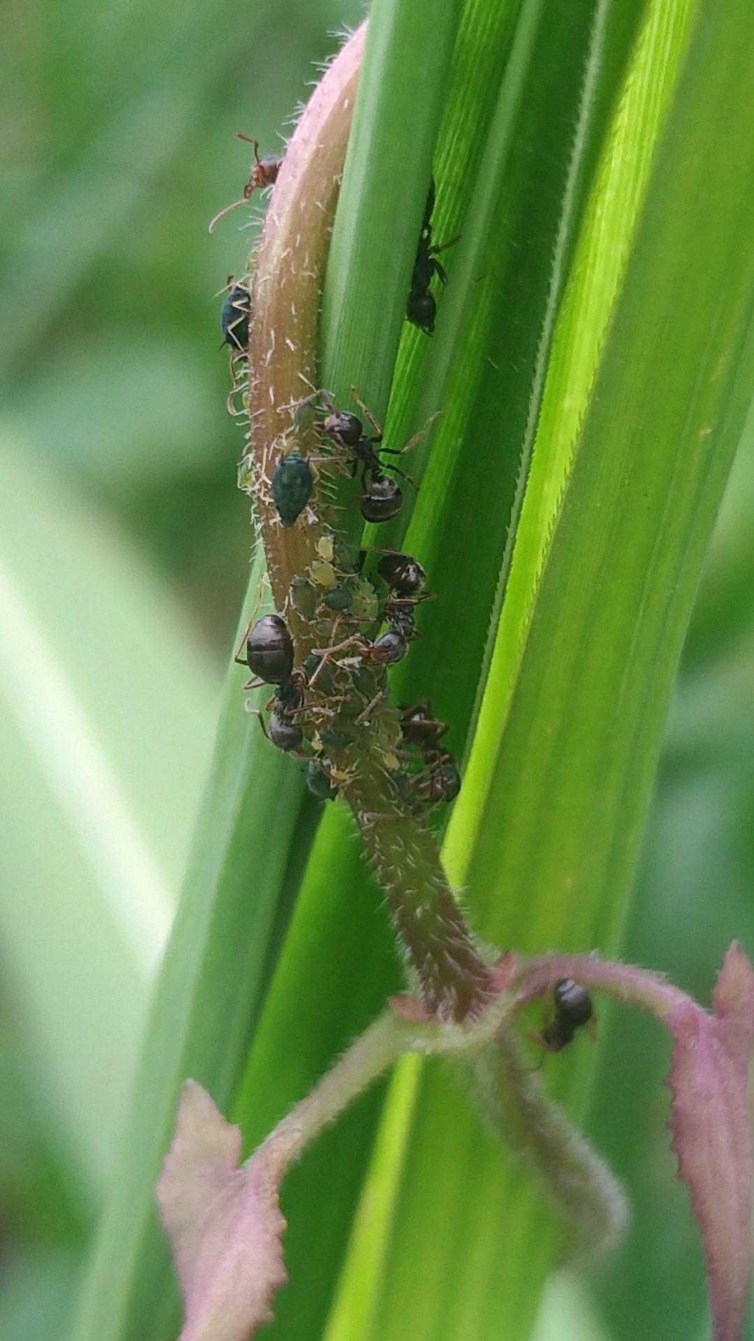 Dolichoderus thoracicus (Smith, 1860)