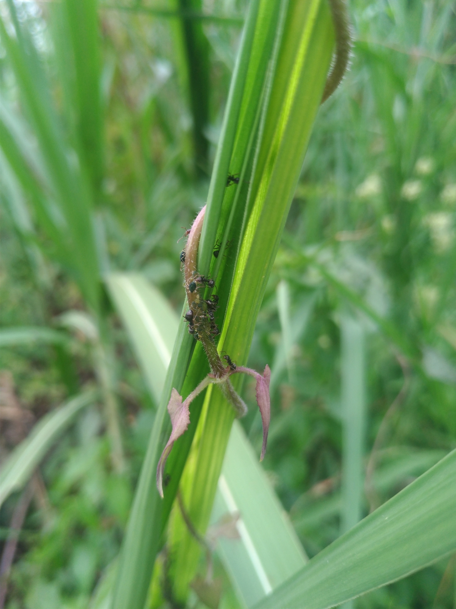 Dolichoderus thoracicus (Smith, 1860)