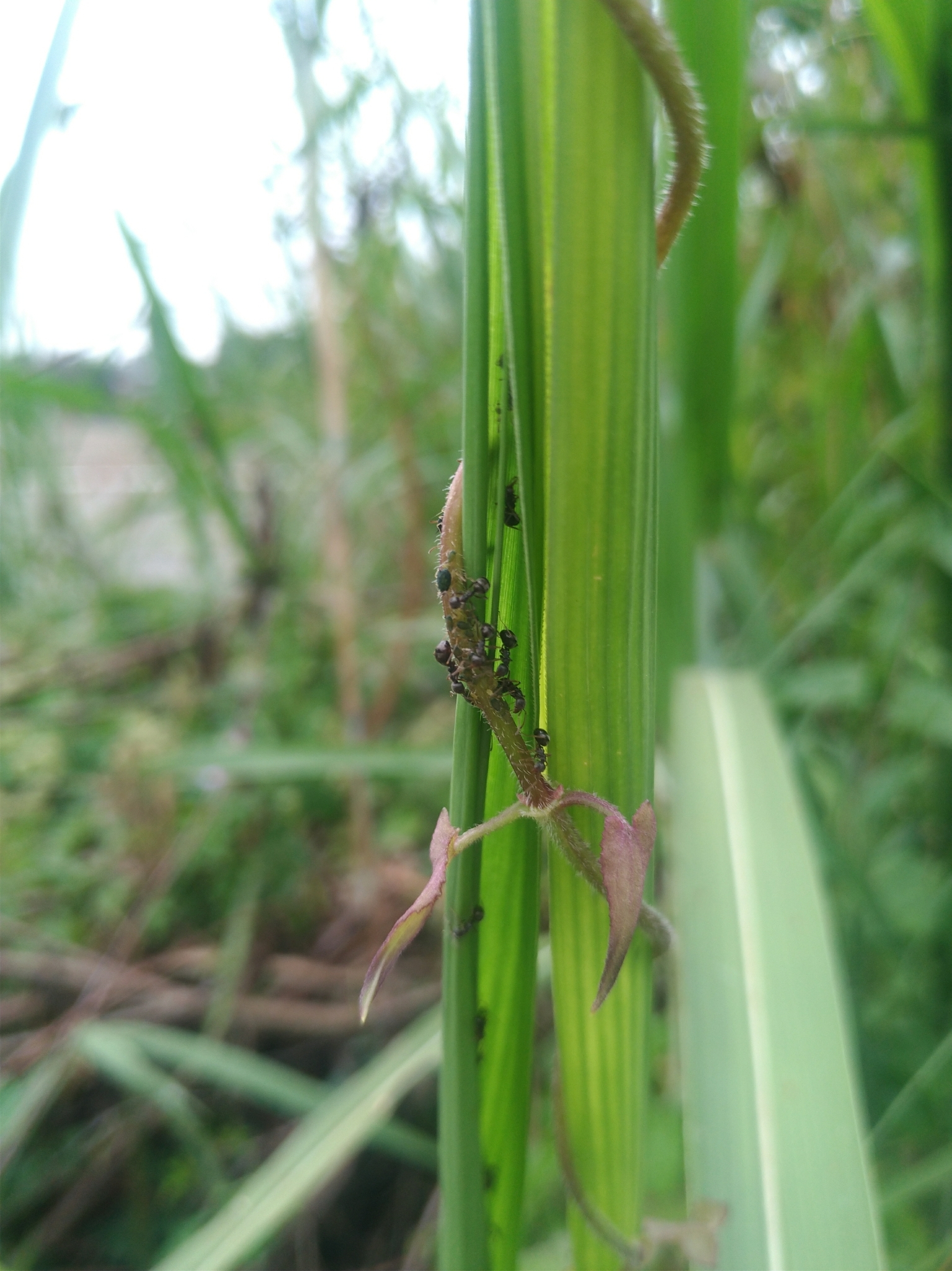 Dolichoderus thoracicus (Smith, 1860)