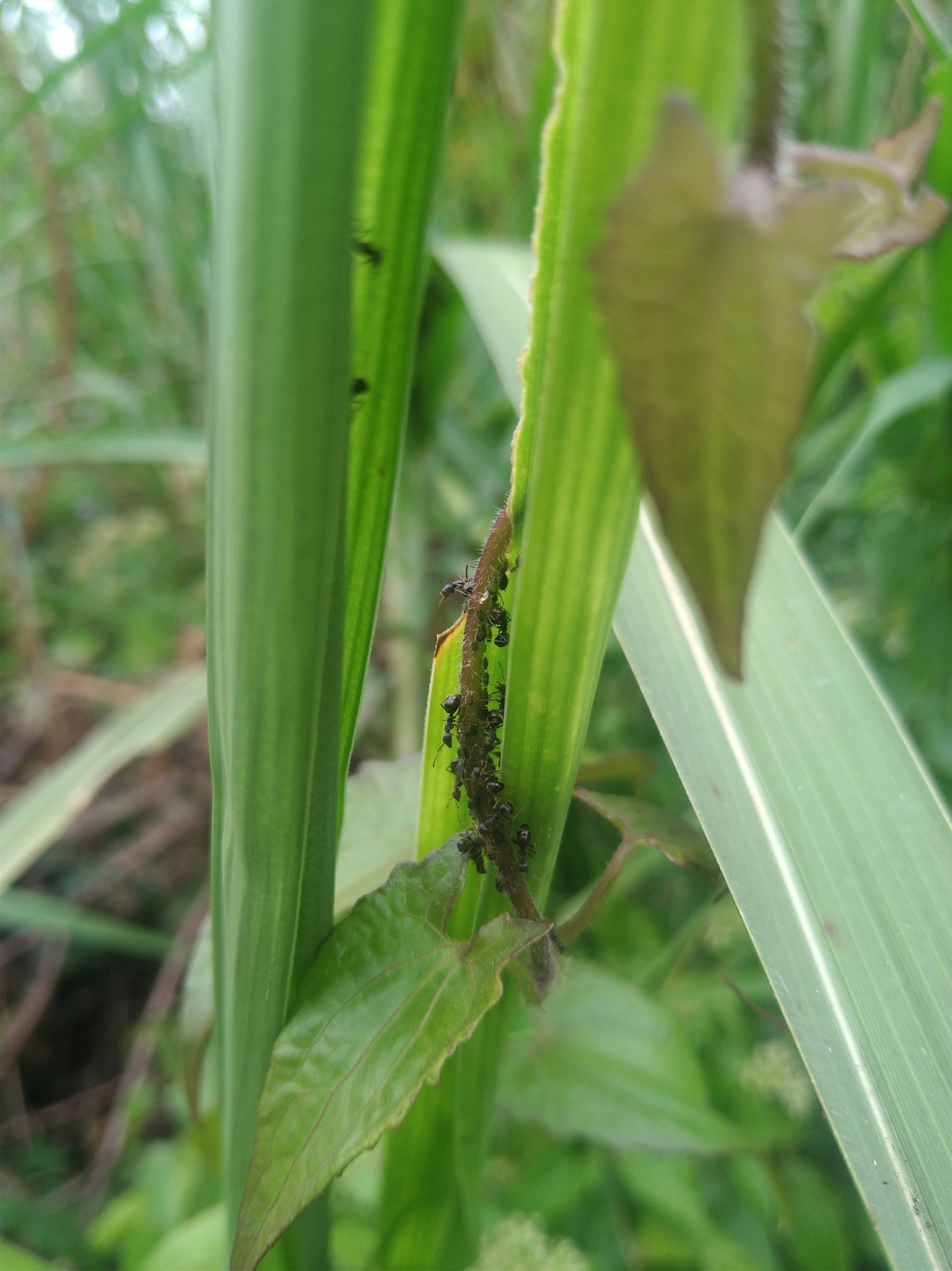 Dolichoderus thoracicus (Smith, 1860)