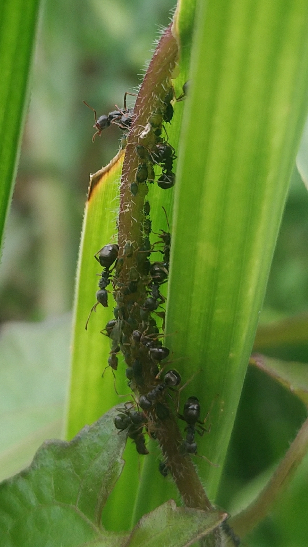 Dolichoderus thoracicus (Smith, 1860)