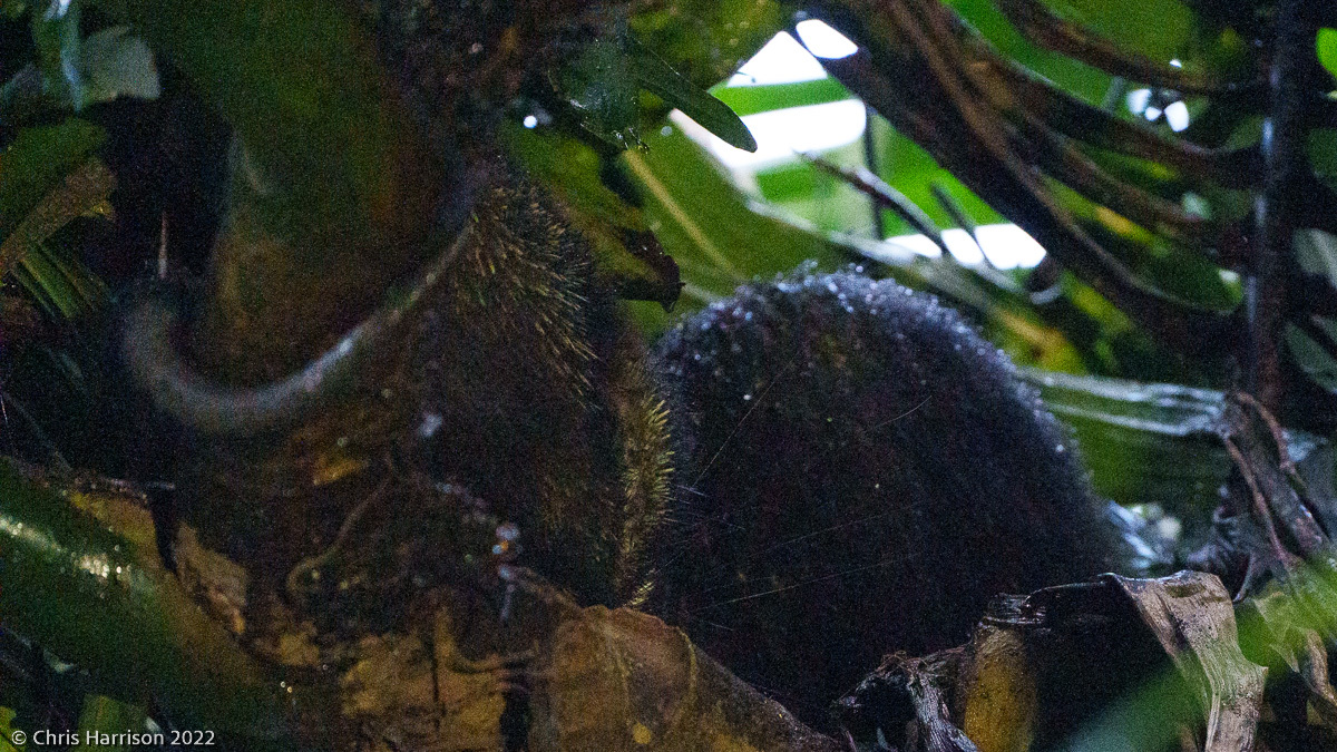 Sphiggurus mexicanus (Kerr, 1792)