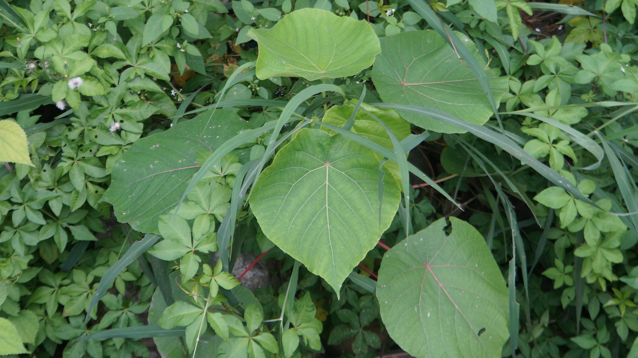 Macaranga tanarius (L.) Müll.Arg.