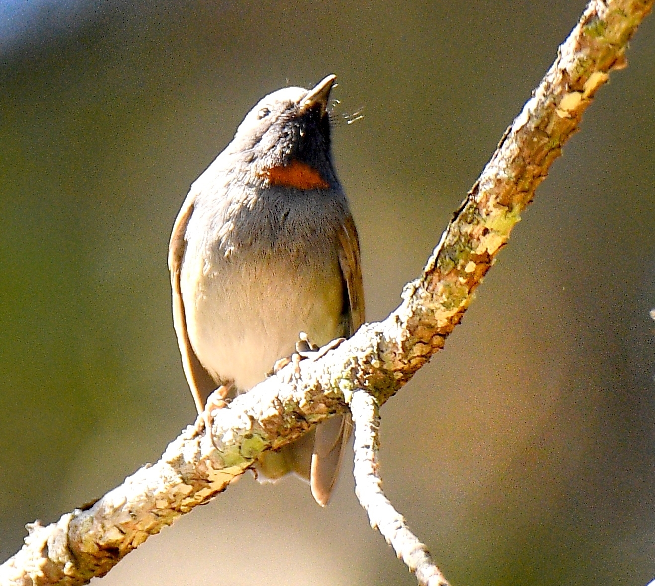 Ficedula Brisson, 1760