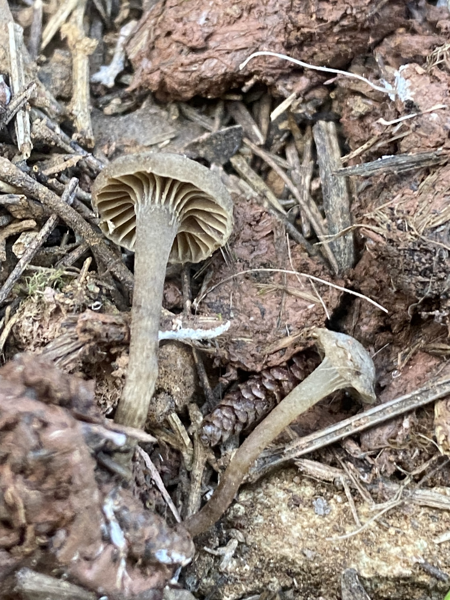 Hodophilus R.Heim