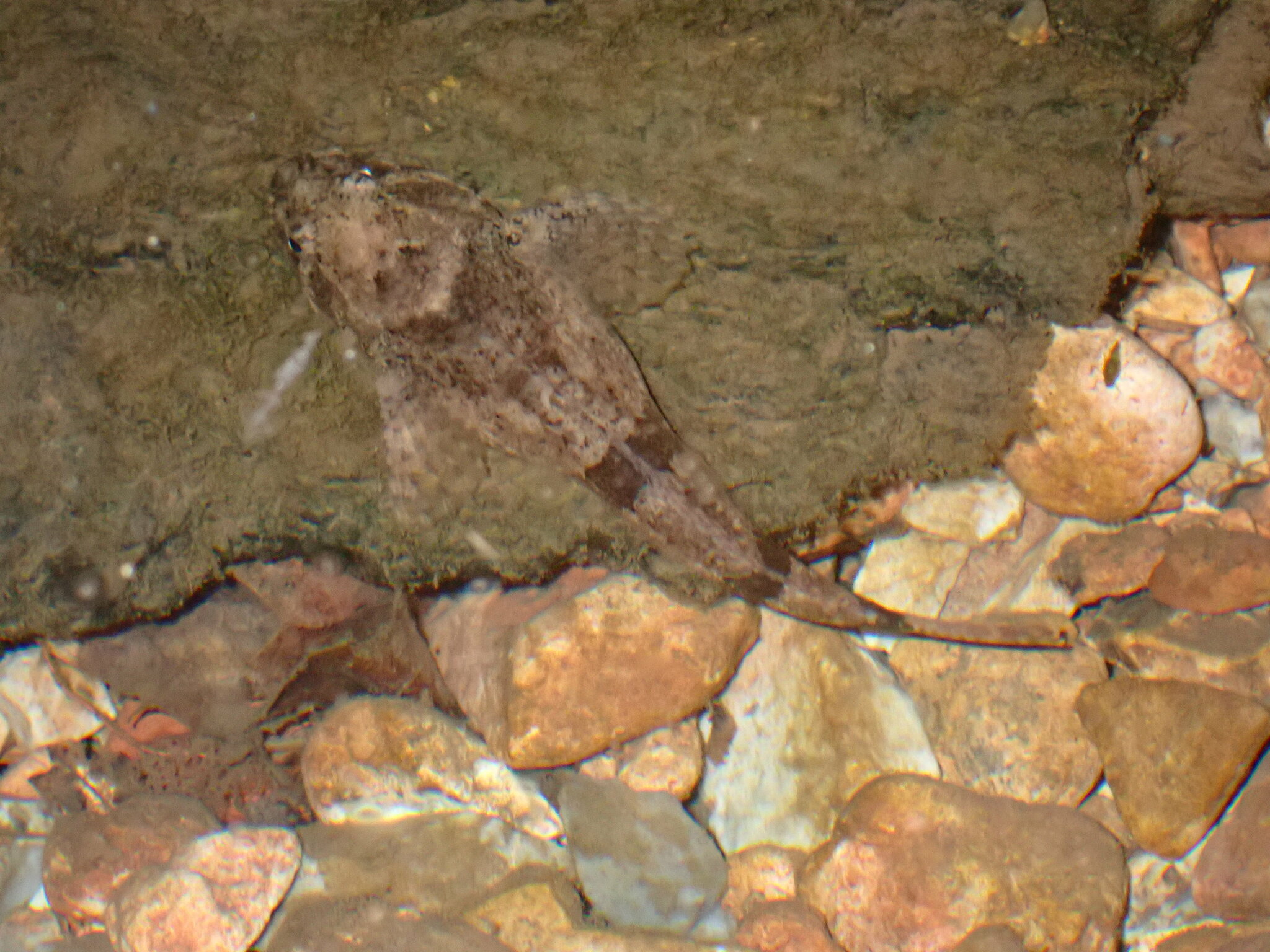Cottus Linnaeus, 1758