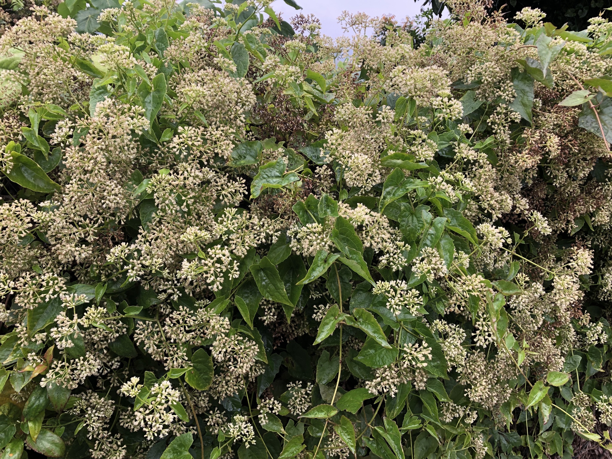 Mikania micrantha Kunth