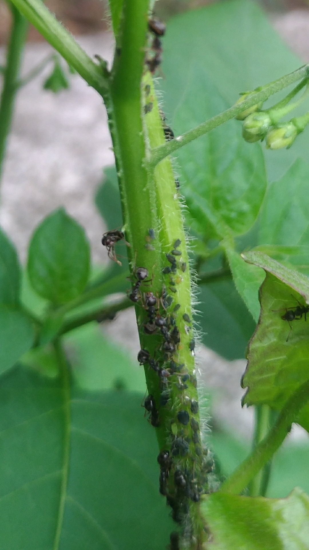 Dolichoderus thoracicus (Smith, 1860)