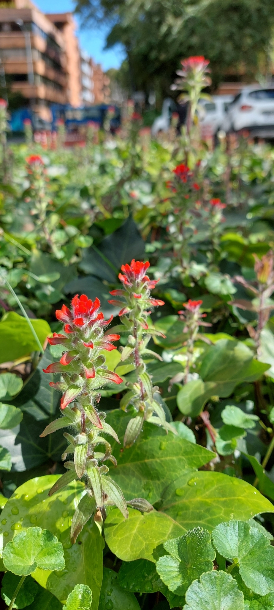 Castilleja arvensis Cham. & Schltdl.