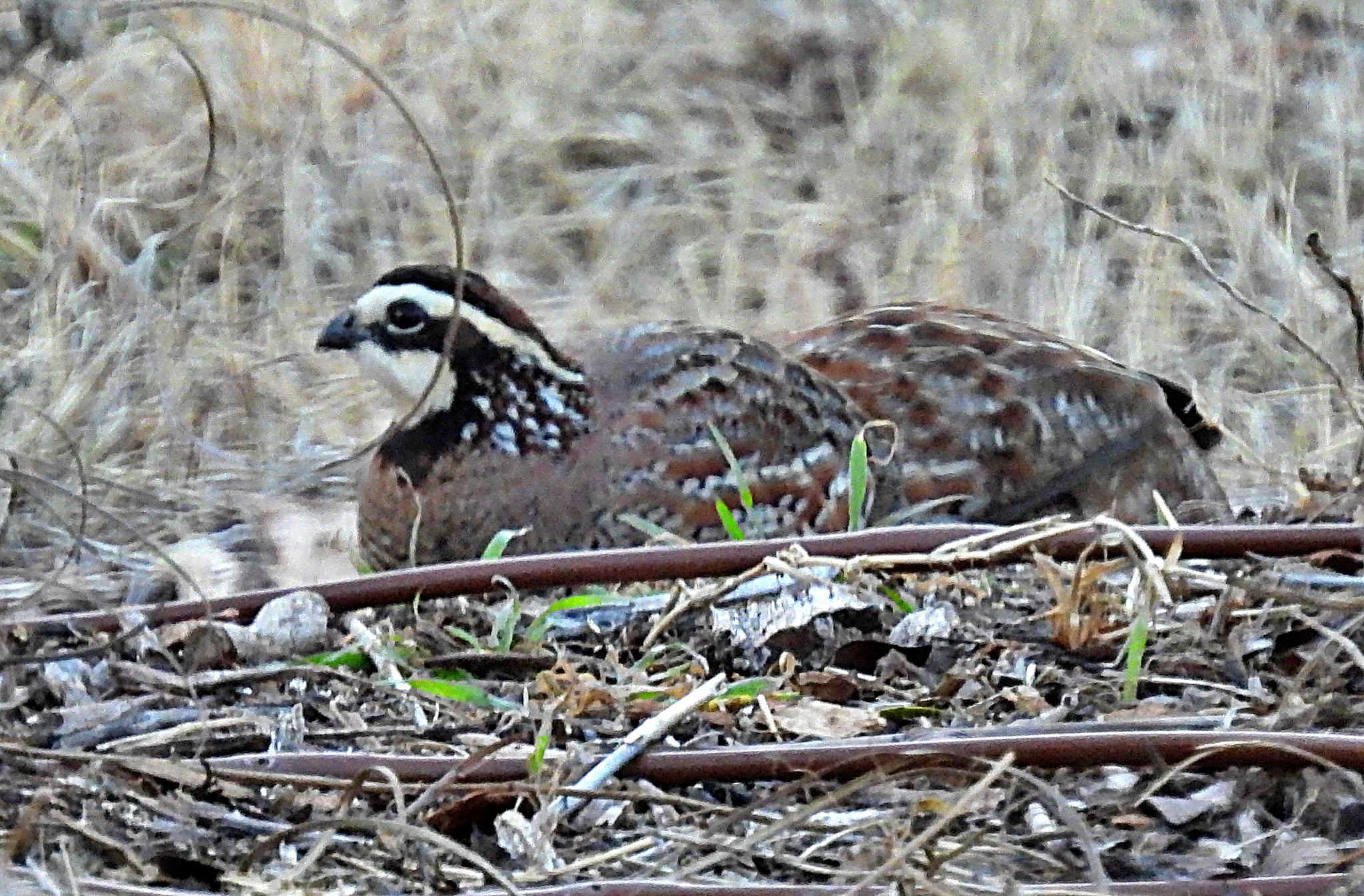 Colinus virginianus (Linnaeus, 1758)