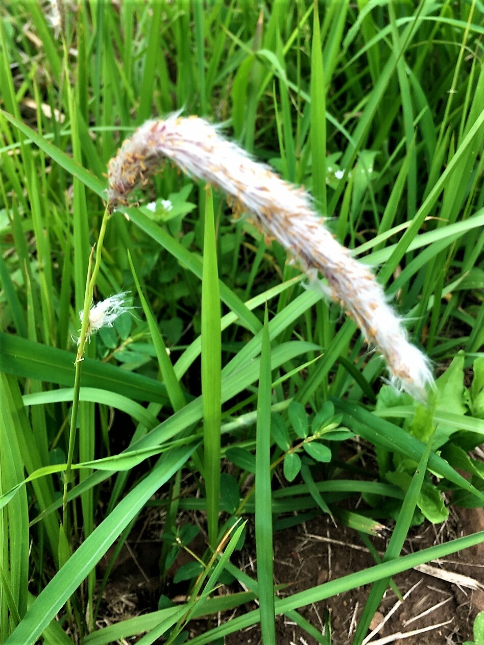 Imperata cylindrica (L.) P.Beauv.
