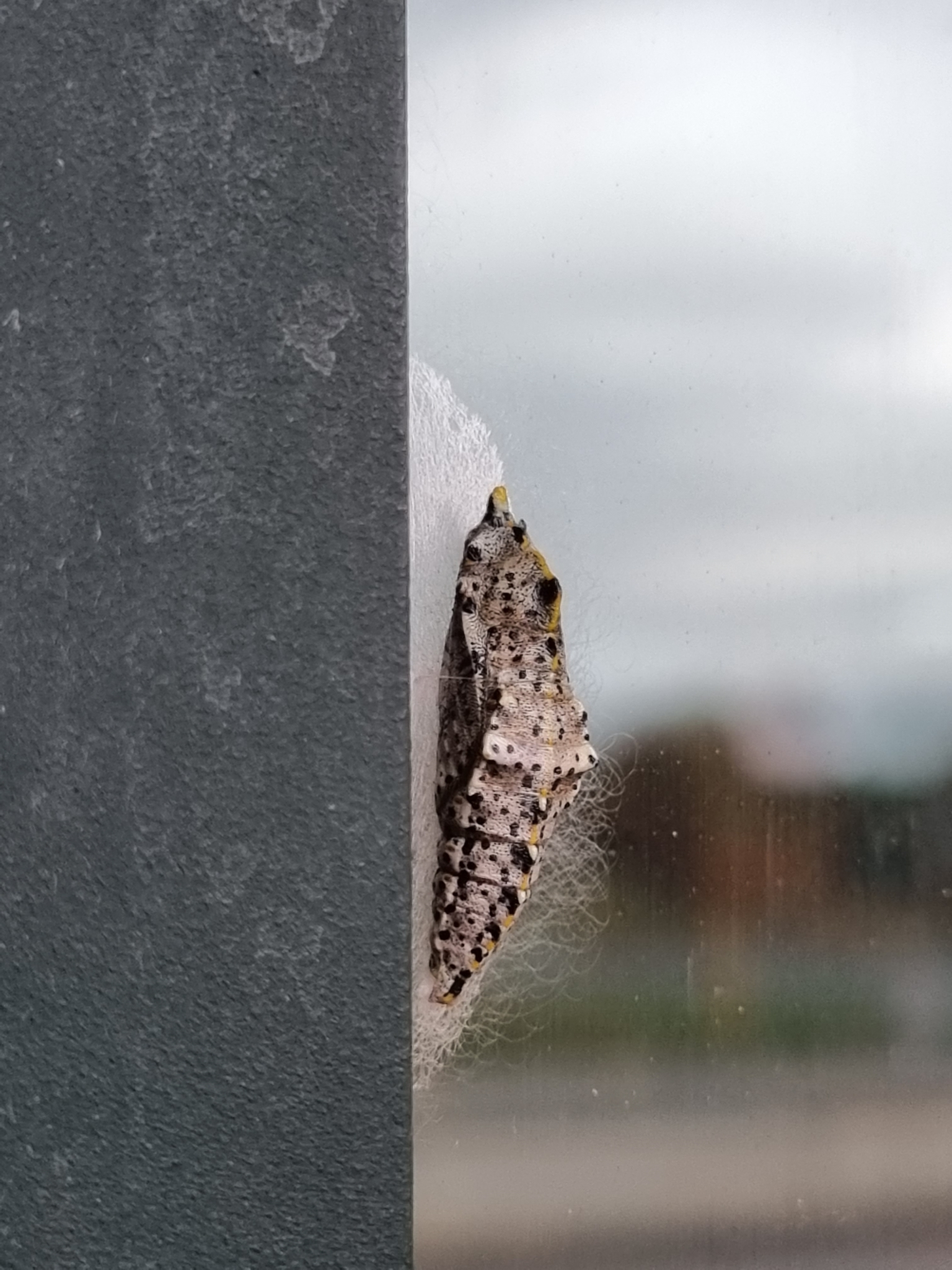 Pieris brassicae (Linnaeus, 1758)