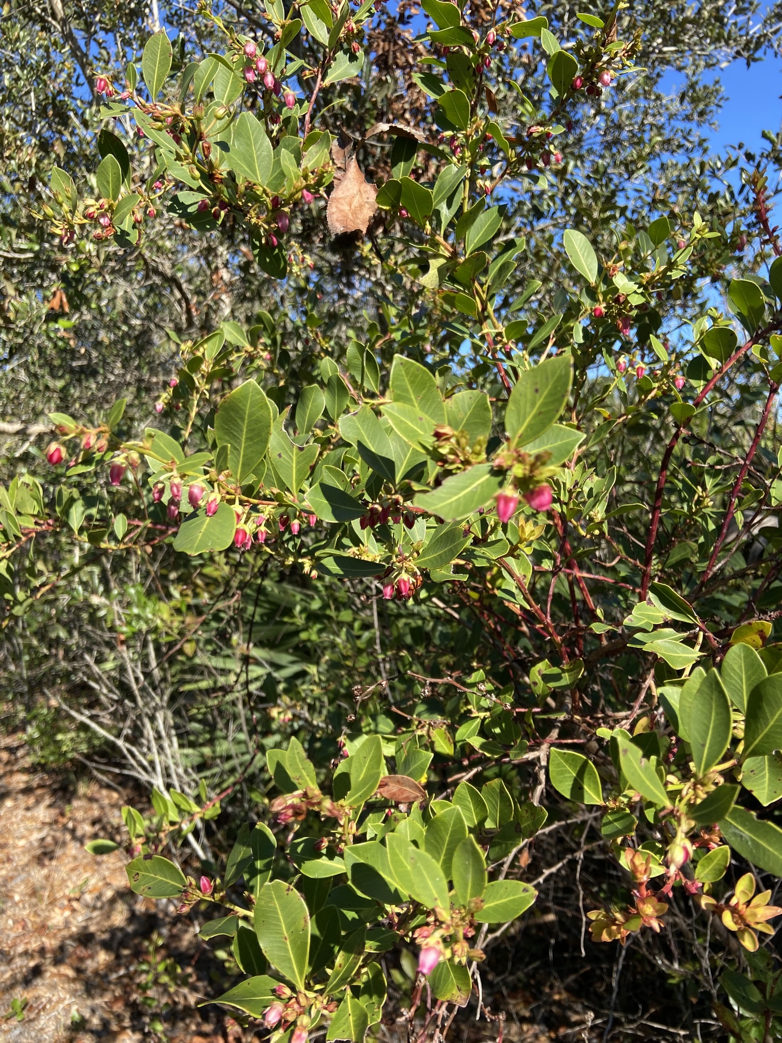 Lyonia lucida (Lam.) C.Koch