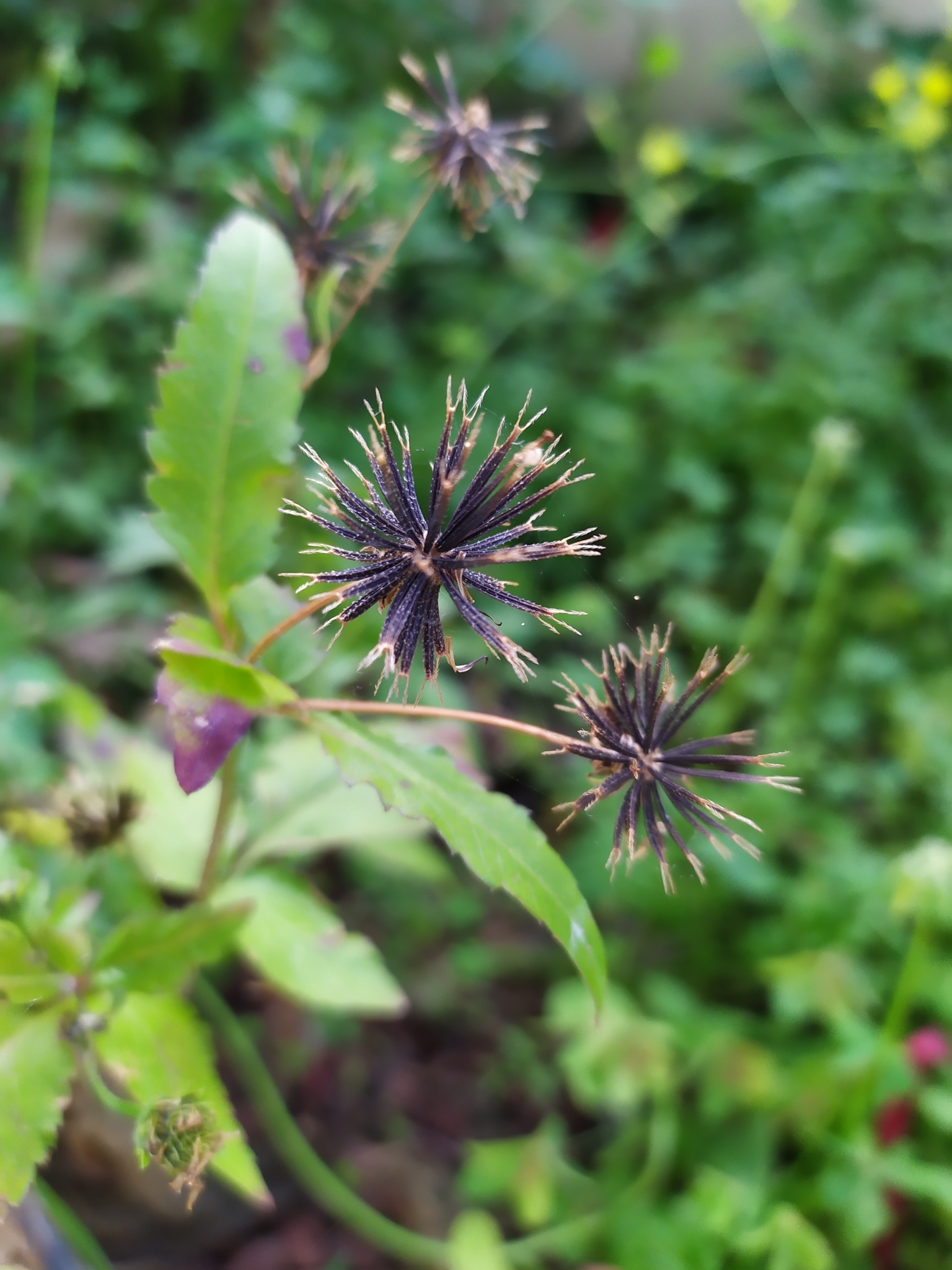 Bidens pilosa L.