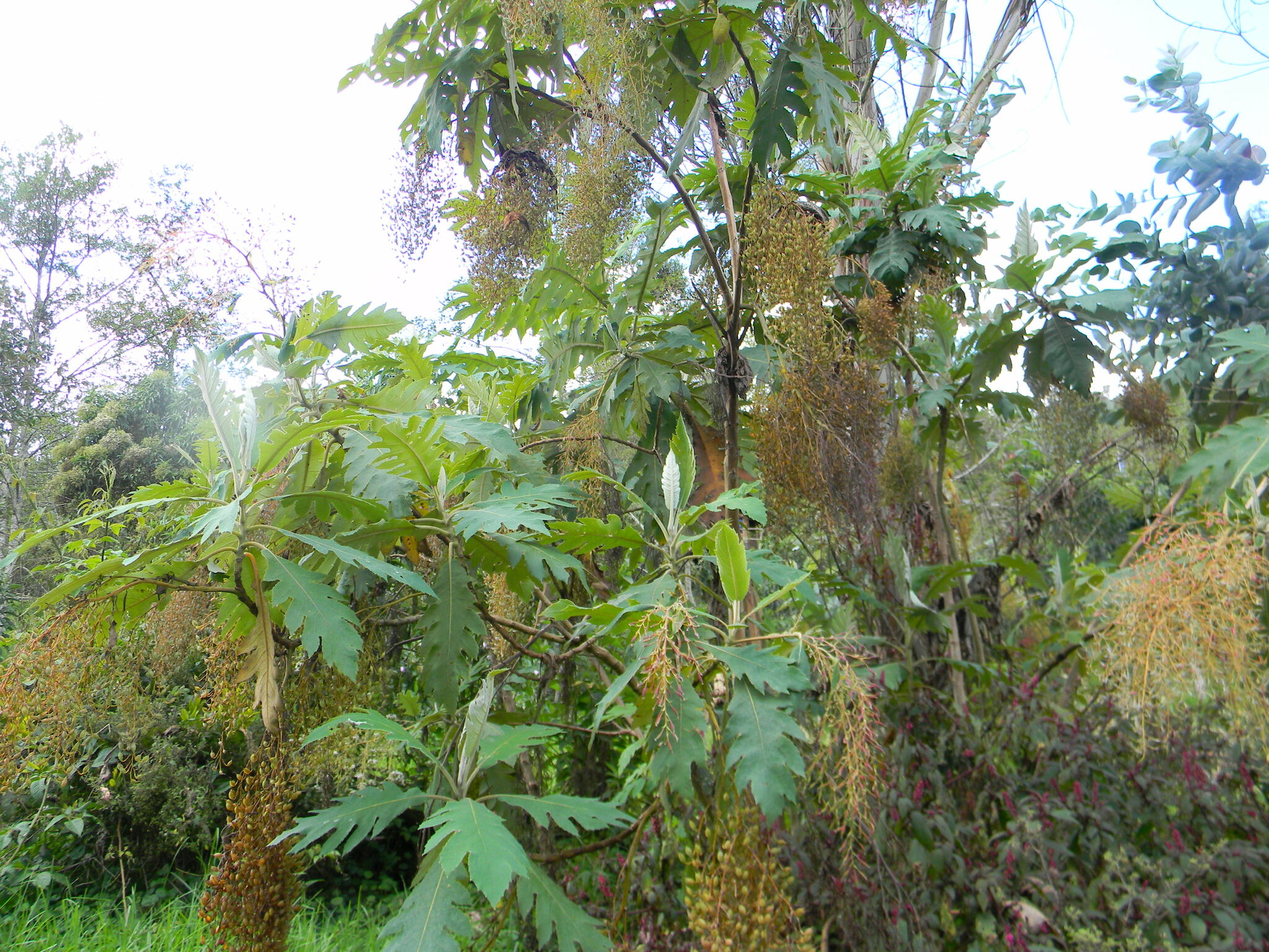 Bocconia frutescens L.