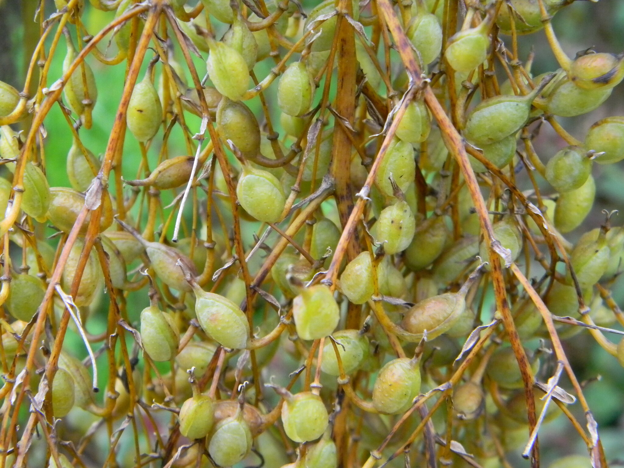 Bocconia frutescens L.