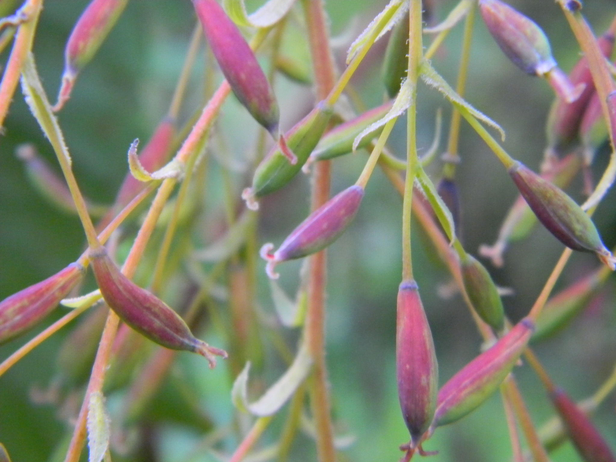 Bocconia frutescens L.